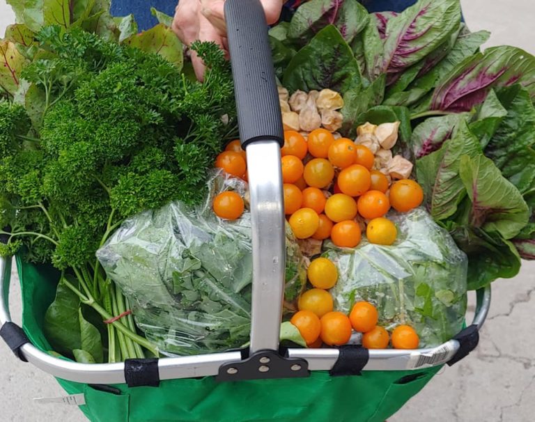 Community Produce Box – Shared Harvest Farm