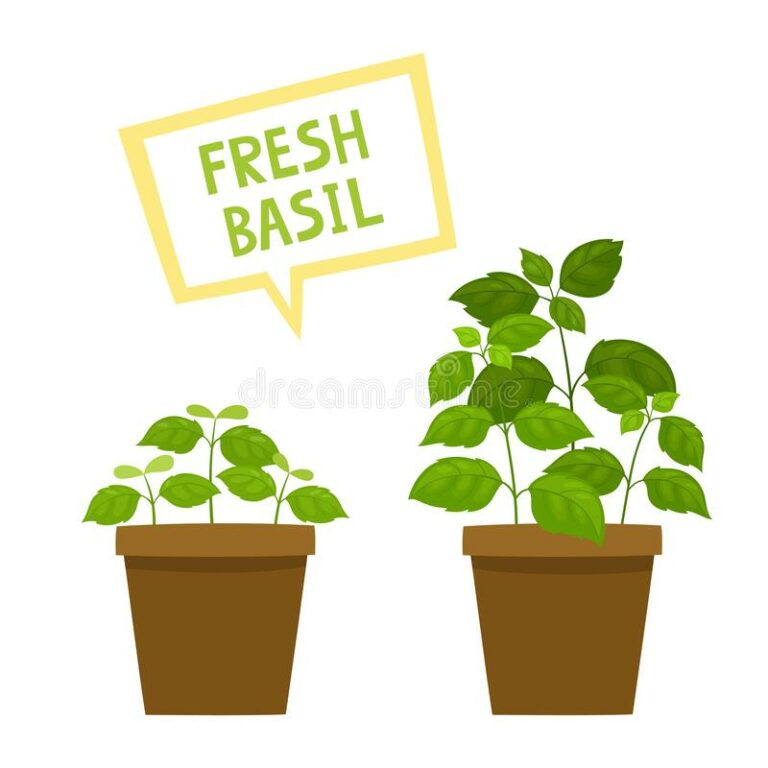 How to care for your living basil. – Shared Harvest Farm